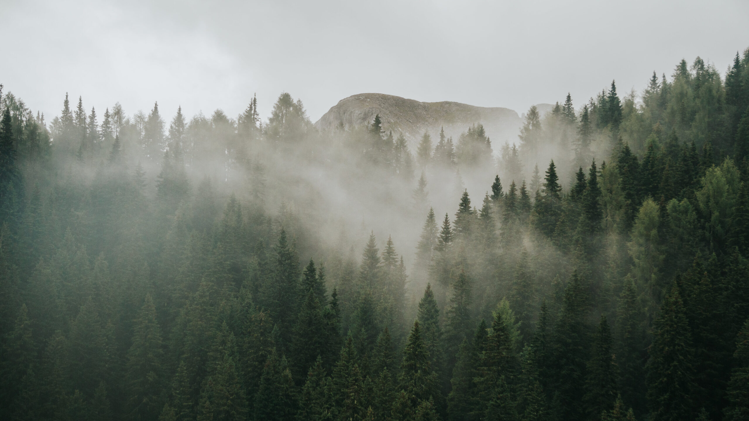 Icebound Forest - Icebound